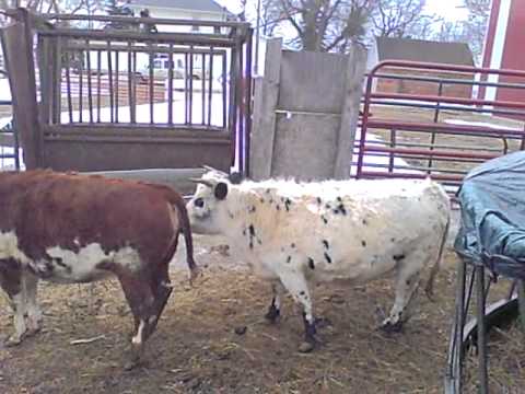 Pillard's Miniature cattle-part 10 - YouTube