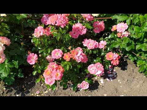 Роза Эбраш (Airbrush) - YouTube