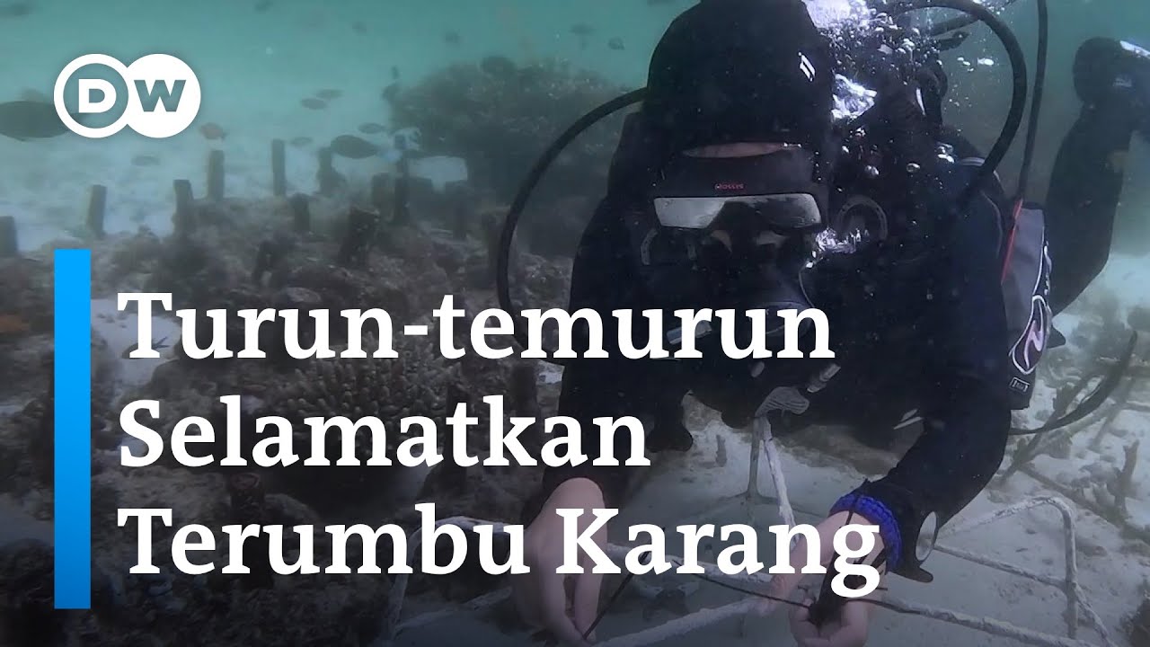 Transplantasi Terumbu Karang Pakai “Web Spider”, Seperti Apa? - YouTube