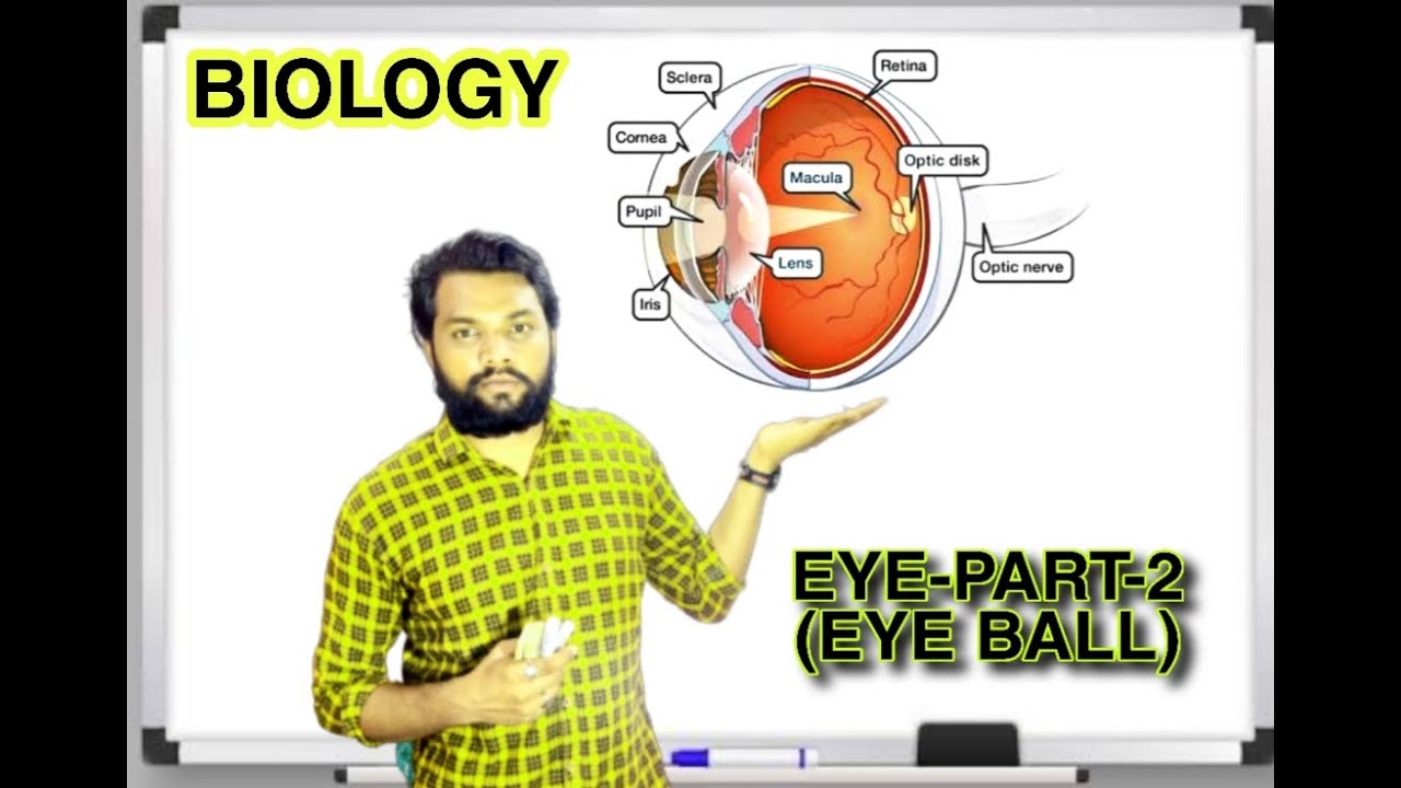 HOW TO UNDERSTAND THE HUMAN EYE_BIOLOGY_CLASS -10 (WBBSE)_HUMAN EYE ...