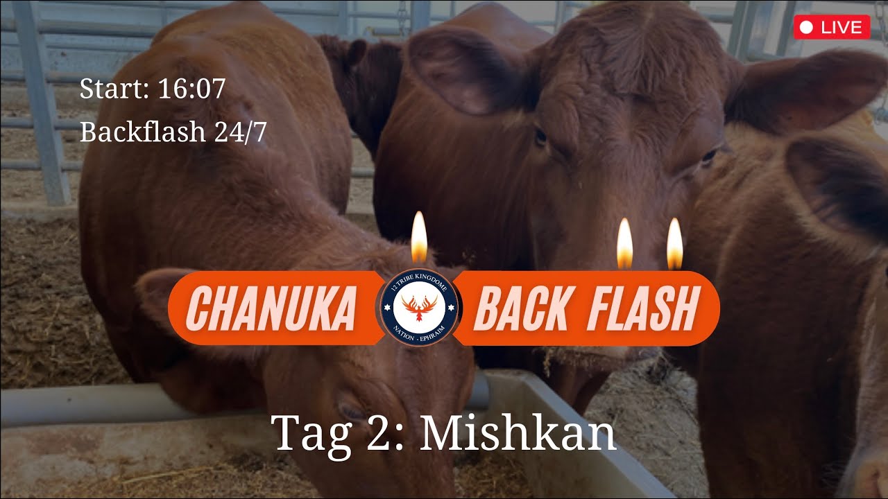 2. Chanukka Backflash 24/7 Mishkan Shilo | Raketen auf Israel, Rote Kühe, - YouTube