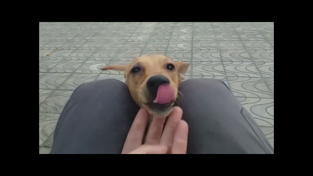 Street Dogs of Brazil | random 4K clip 9 - YouTube