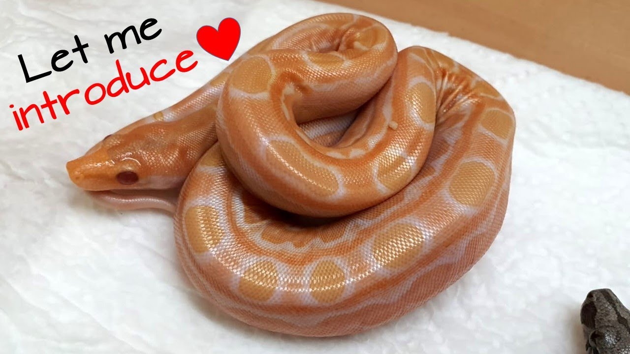 Let me introduce - our Sun Dragon Motley boa project - YouTube