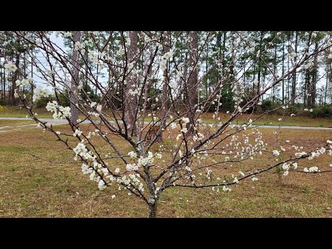 Blooming Methley plum tree🌳Gardening with Susie TLC🌳 - YouTube