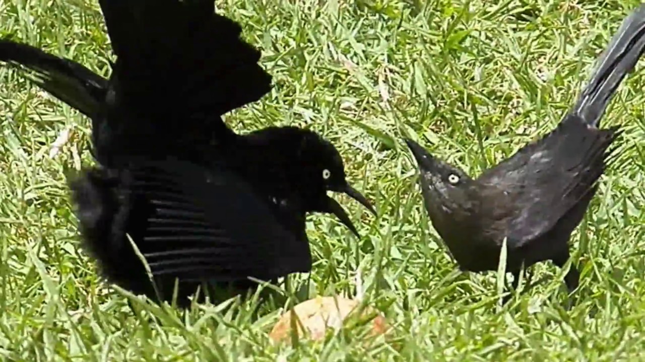 🐦Danza de apareamiento de pájaros Quiscalo (Qüícalus Lugubris) Pamplona ...