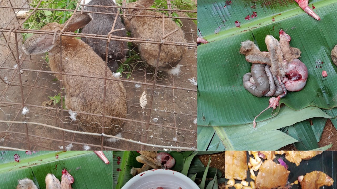 Rabbit slaughtering at home/African life/African meals/rabbit farming ...