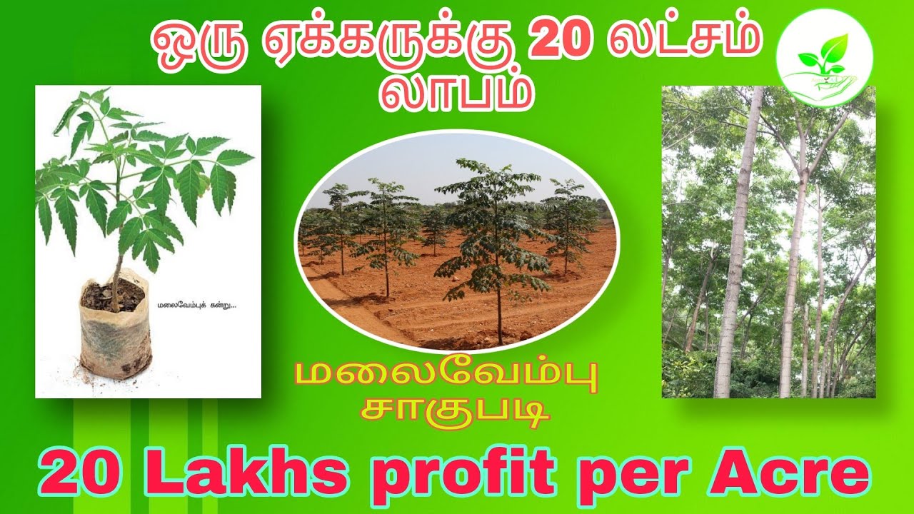 How to Melia dubia Malai vembu cultivation # Tamil மலைவேம்பு நடவு முறை ...