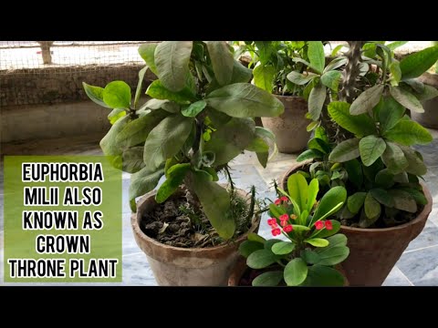Euphorbia milii known as crown-throne | 3 different types & sizes ...