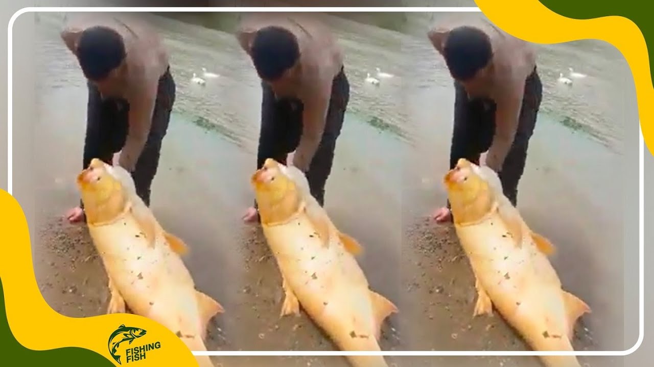 Catching a fish of 35 kg weight without fishing line and hook or a net ...