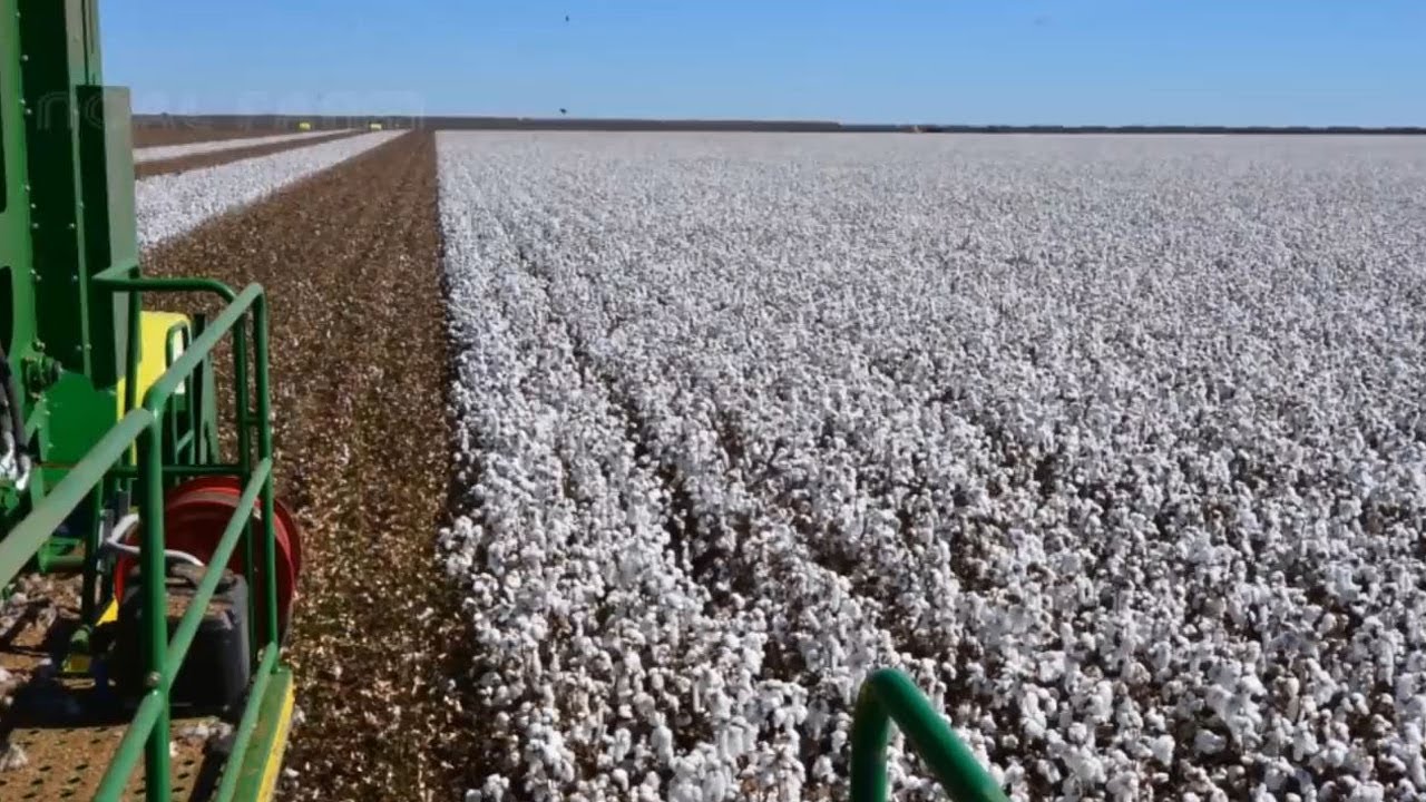 How Cotton Processing in Factory, Cotton Cultivation - Cotton Farming ...