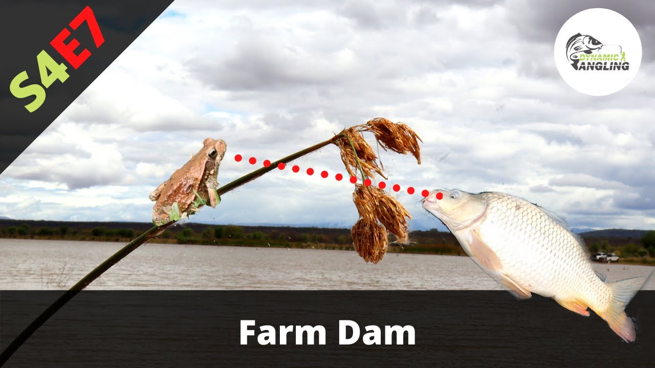 Fishing at a private dam for carp | Private Dam S4E7 - YouTube