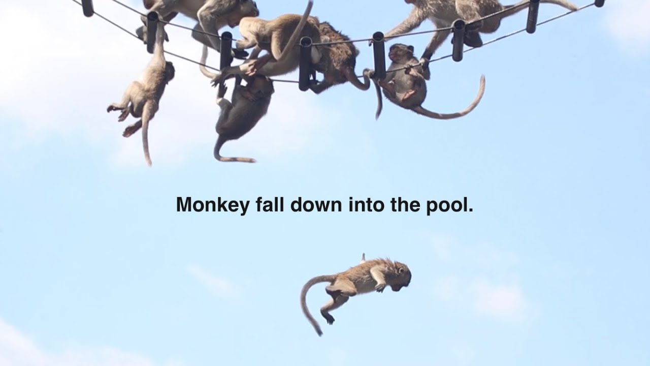 ลิงลพบุรี : Monkey fall down into the pool. - YouTube