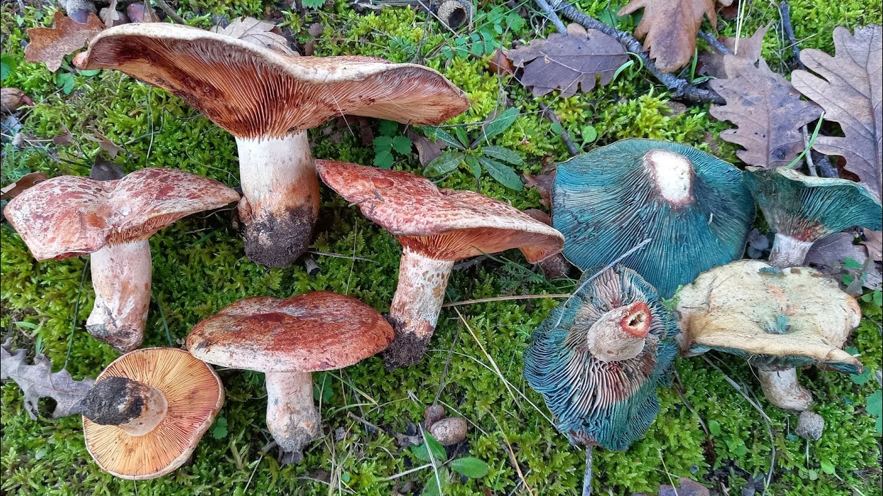 Lactarius deliciosus...Niscalos robellons, Πετυχημένη και η σημερινή ...