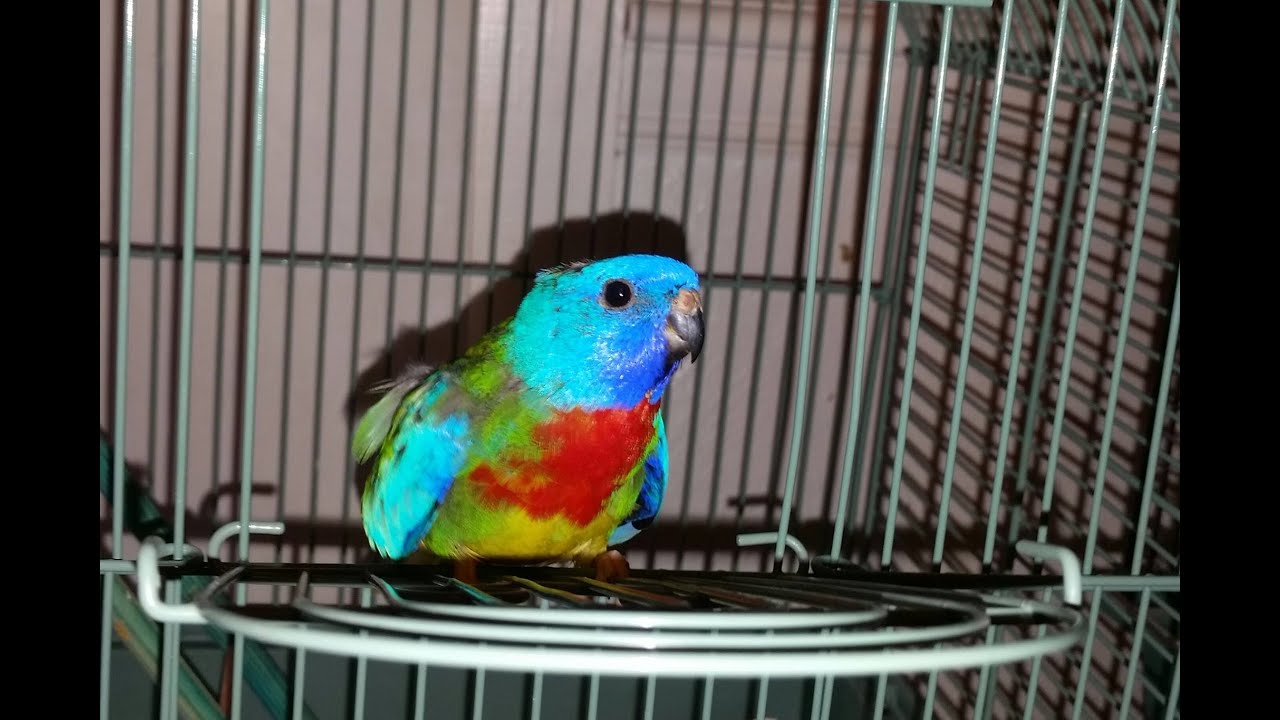 Turtle my Scarlet Chested Parakeet Plus ..... - YouTube