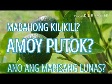 Panoorin | MABISANG LUNAS SA MABAHONG KILI-KILI