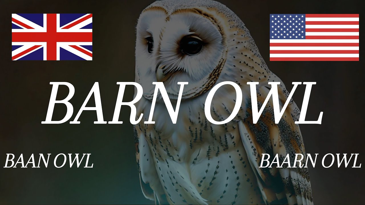 Learn How to Pronounce 'Barn Owl'! Correctly (Bird Pronunciation) - YouTube