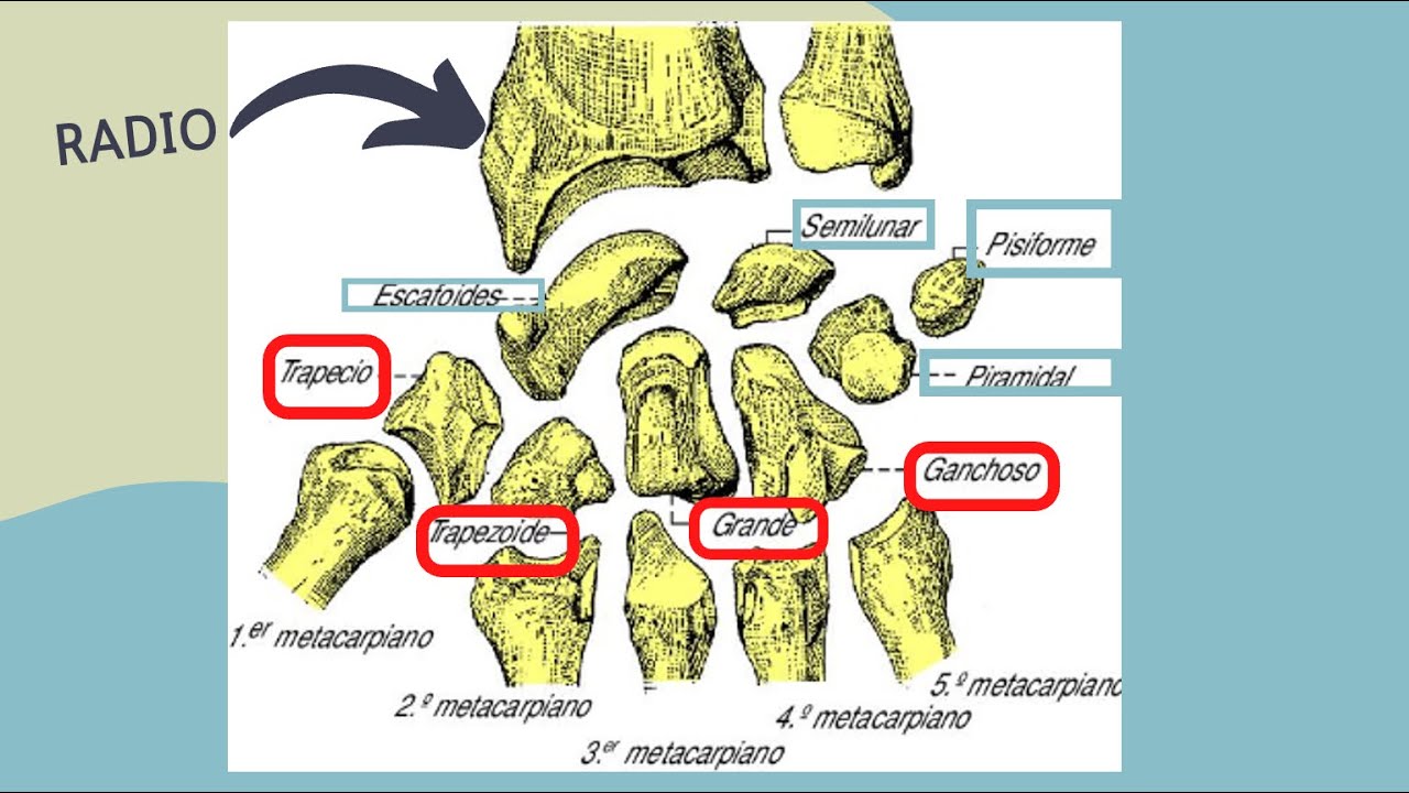 ARTICULACIÓN RADIOCARPIANA - YouTube