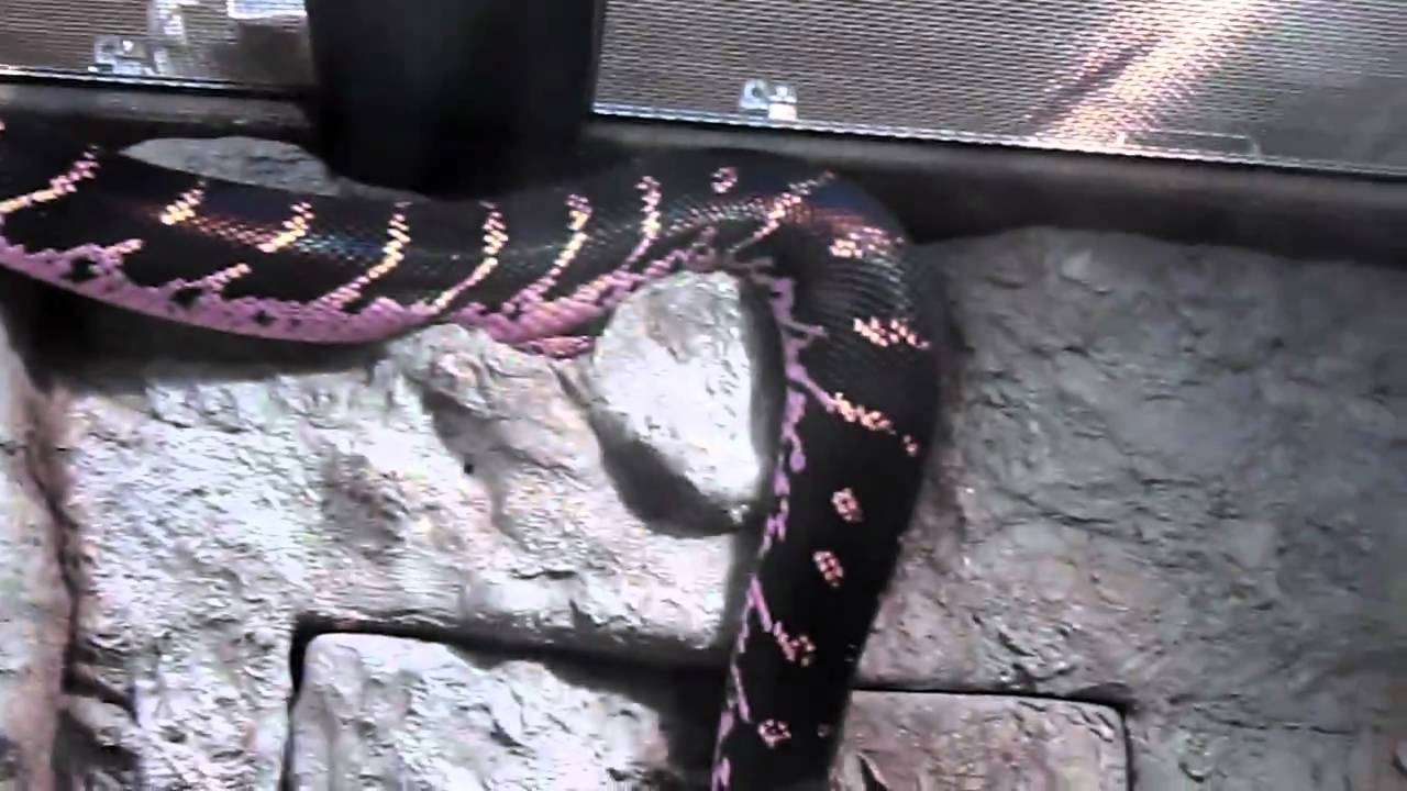 ベーレンパイソン Boelen's Python 円山動物園 - YouTube