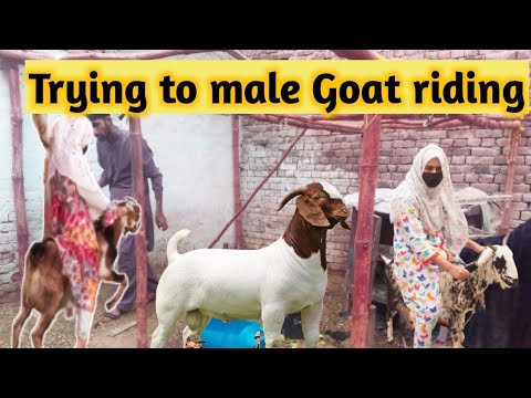 Trying to male goat Griding | Goat riding | Goat ki sawri | daily ...