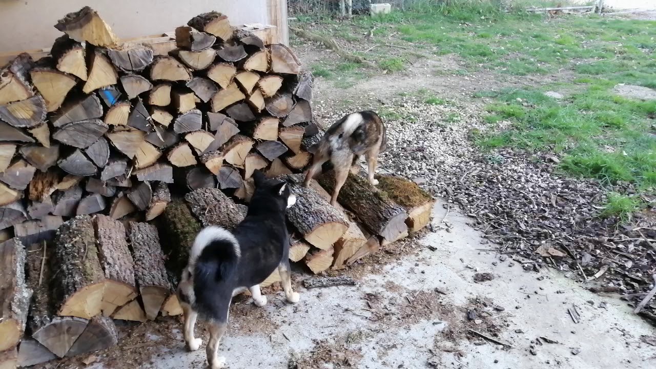 Shiba Inu hunting dogs - YouTube