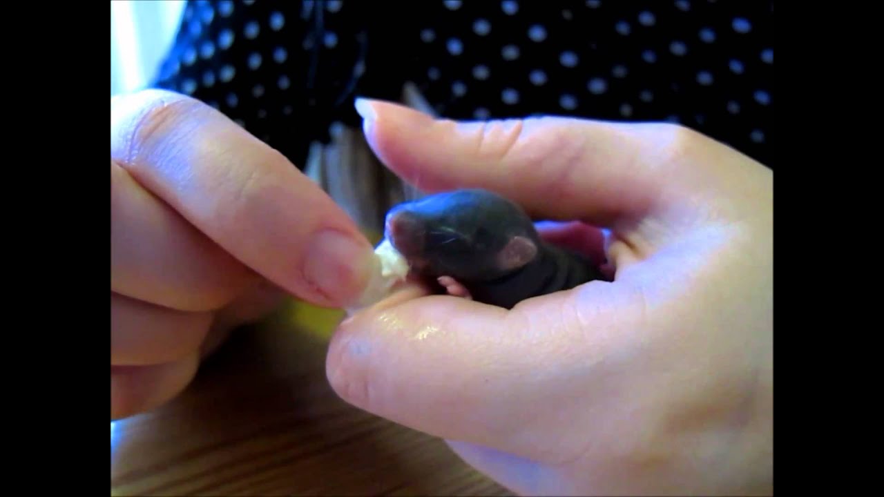 Baby rat eating - YouTube
