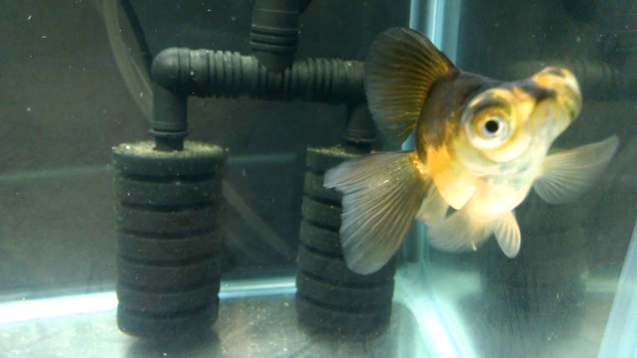 Google the half celestial eye butterfly goldfish - YouTube