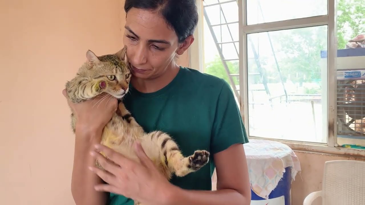 One-Legged Rescued Cat Is Learning To Cope With Handicap. - YouTube