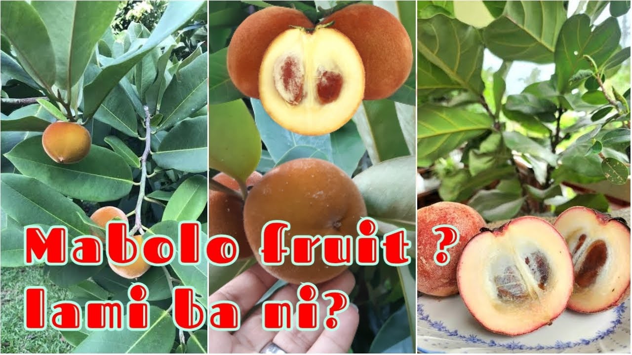 Mabolo Fruit