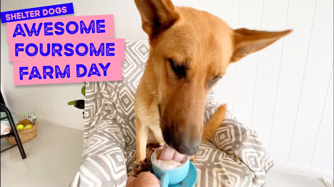 The SHELTER DOGS celebrate how far they’ve come with a fun FARM DAY ...