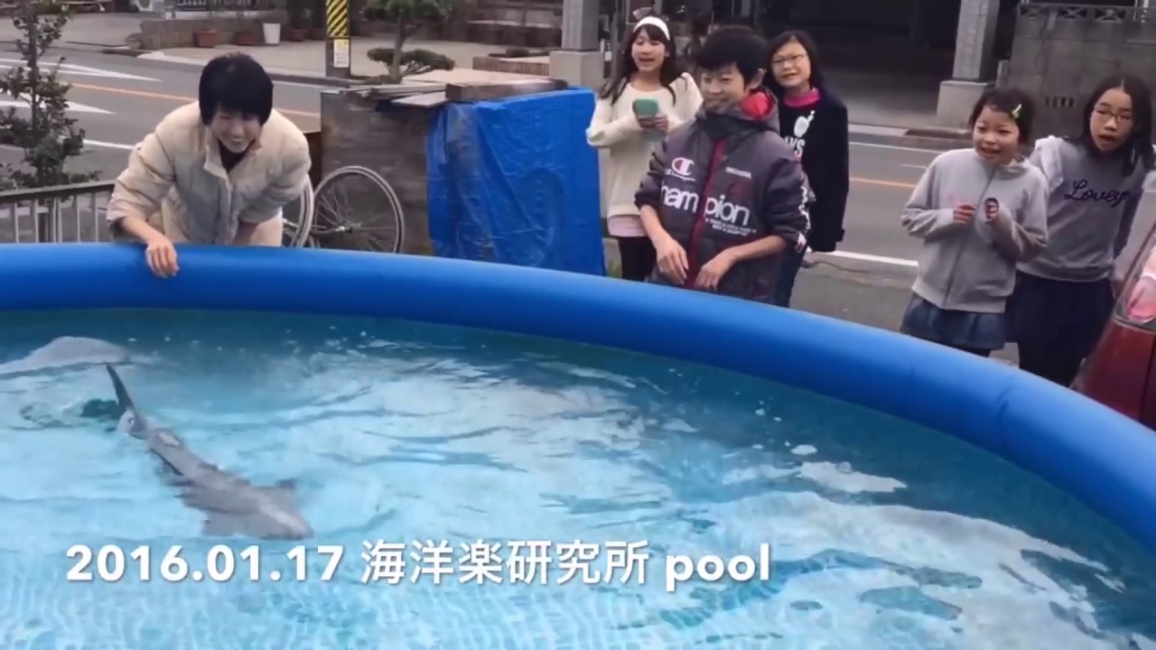 Various examples of Japanese robotic fish and sharks - YouTube