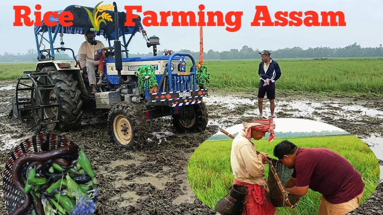 Rice 🌾 Farming Assam Swaraj 🚜744 XT 2WD Tractor 🚜🚜🚜 - YouTube
