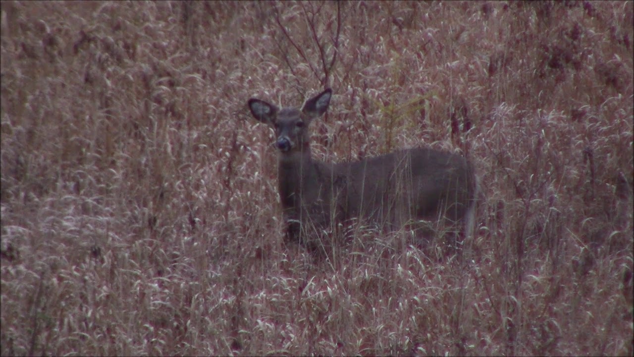 2017 Wisconsin Gun Deer Hunting Vlog - Opening Day (November 18, 2017 ...