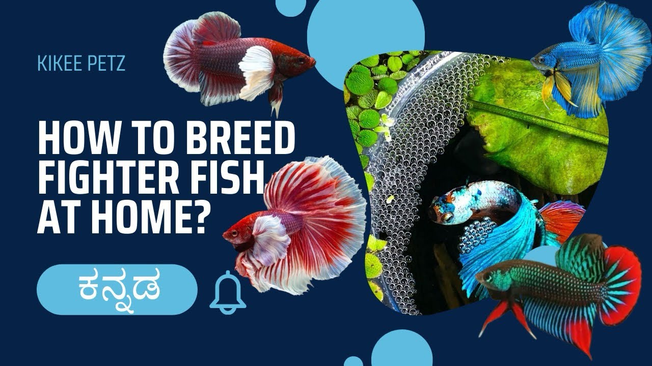 How to breed fighter fish at home? Growth update from 0 to 80 days ...