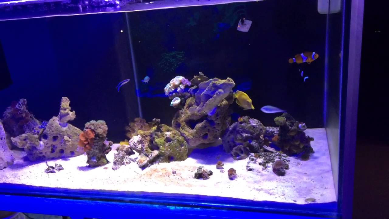 new reef aquarium 19 may 2016 - YouTube