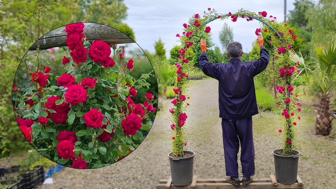 The idea of making a rose flower arch with a plastic pipe at home/ Die ...