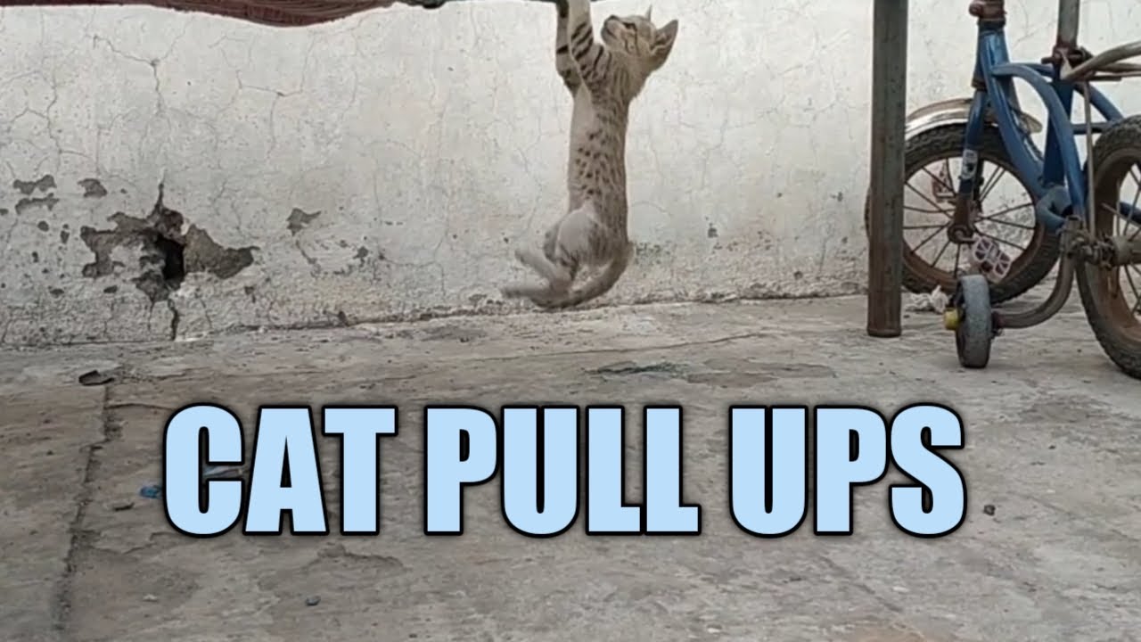 CAT PULL UPS CHALLENGE !! #amazing #cute #cat - YouTube