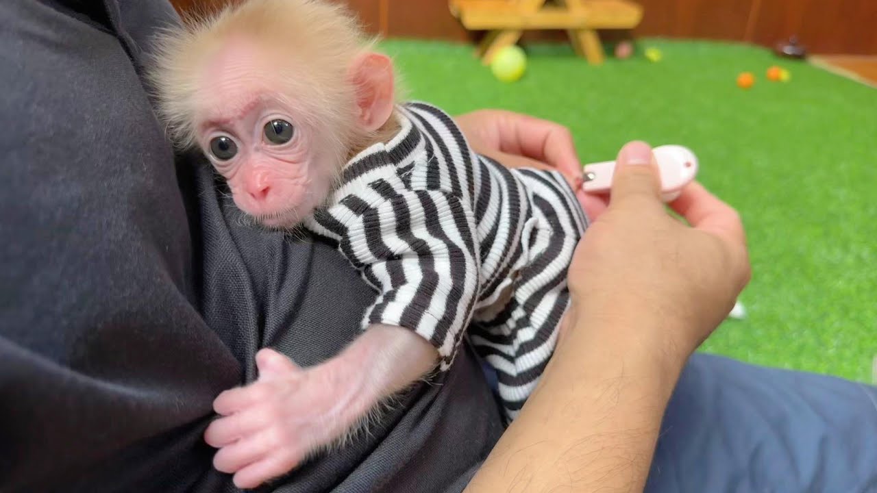 So cute! Monkey Kyo struggles to wake up her father to beautify herself ...