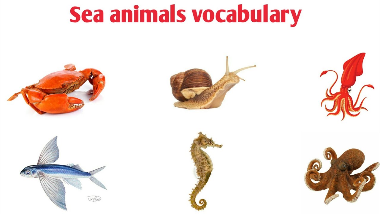Sea animals vocabulary/ sea animals names| Amazing animals - YouTube