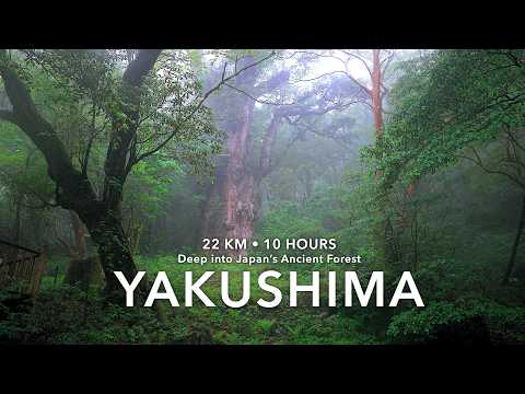 22 km Deep Into Japan’s Ancient Forest: A 10-Hour Journey to a 2,000-Year-Old Jomon Sugi