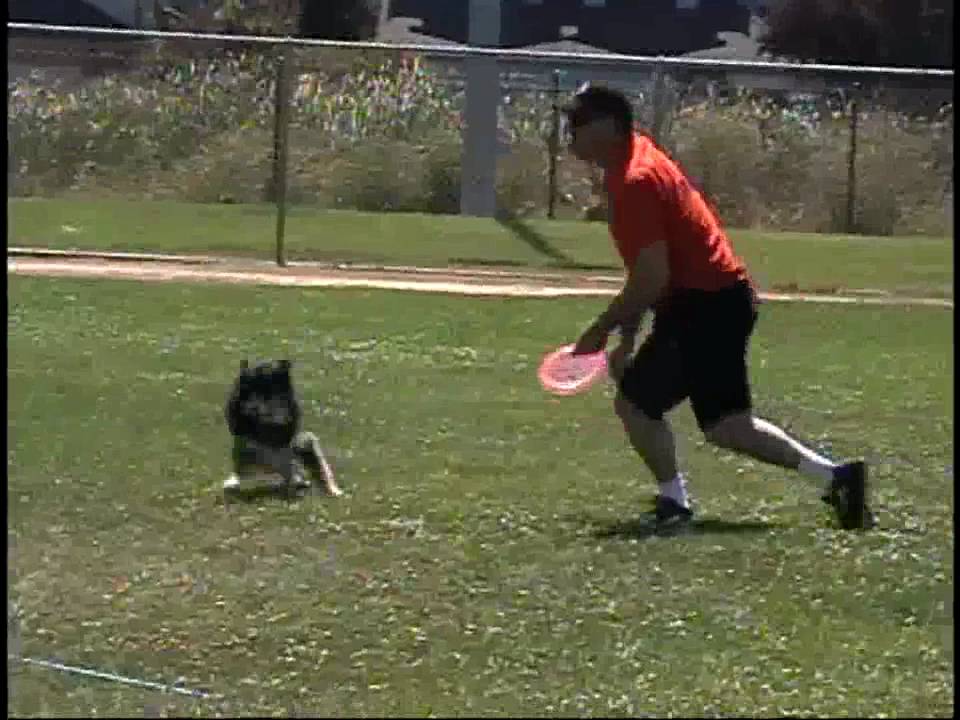Frank and Pismo - Fremont Frisbee Competition - YouTube