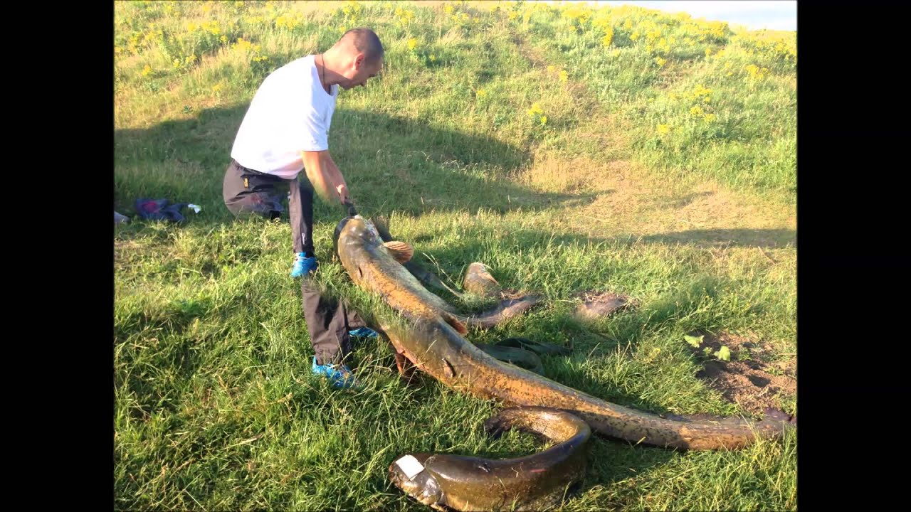 Balta Pupaza, Iunie 2015 - YouTube