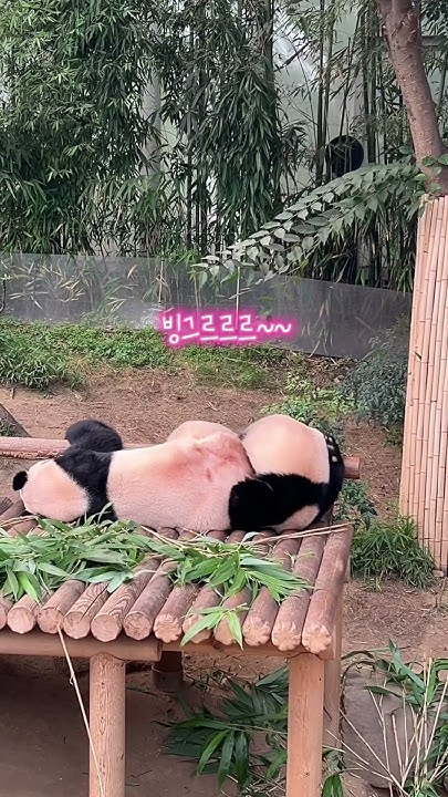 엄마랑 자고 싶은 후이🐼 Youtube