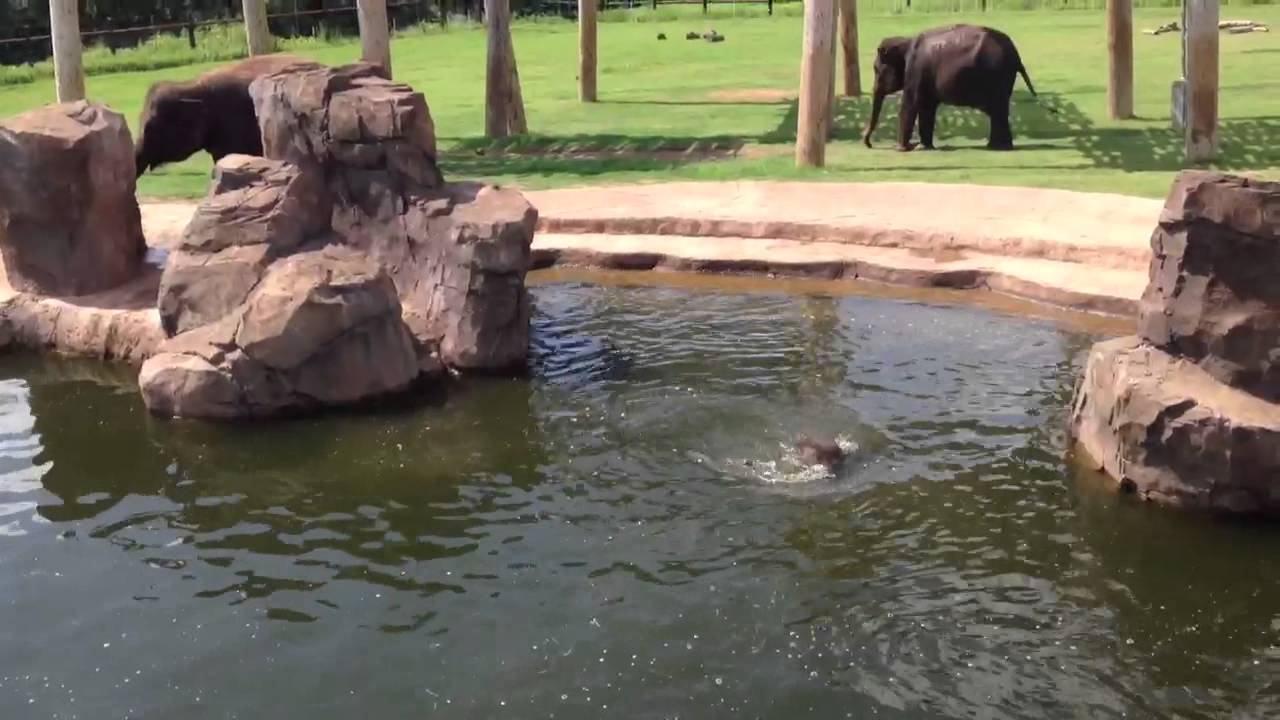 Oklahoma City Zoo - elephants - YouTube