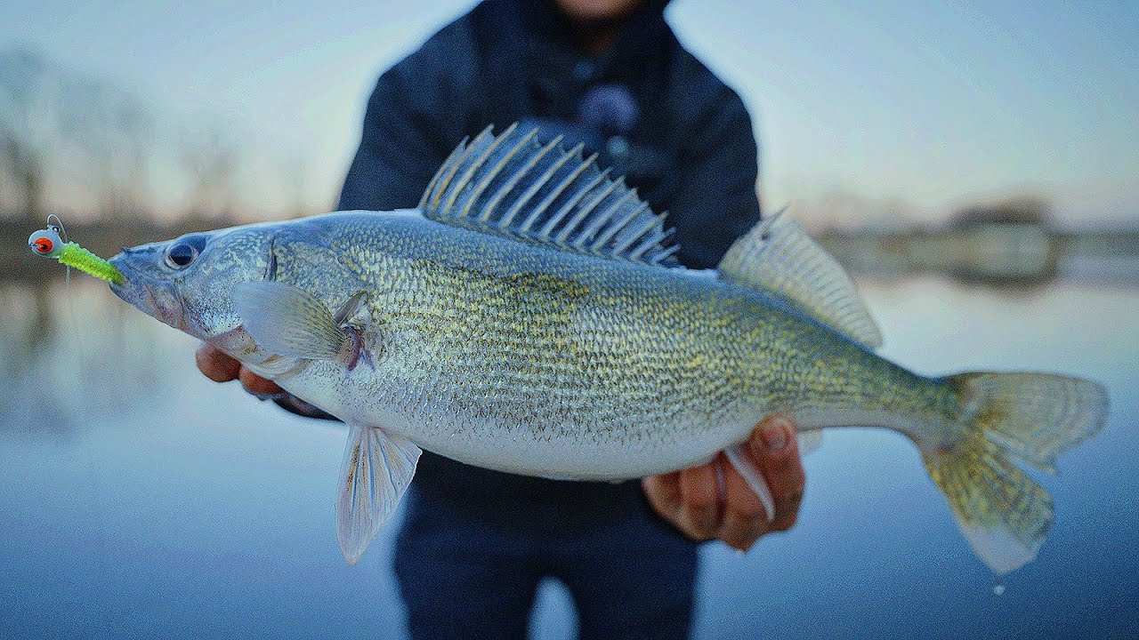 Green Grub Catch Walleyes Too (Must Have) - YouTube