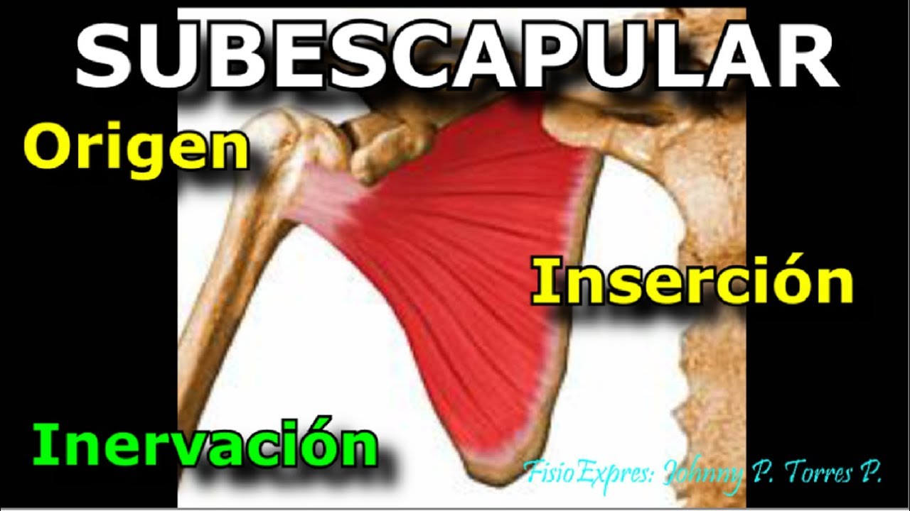 Subescapular Origen Inserción Inervación Youtube