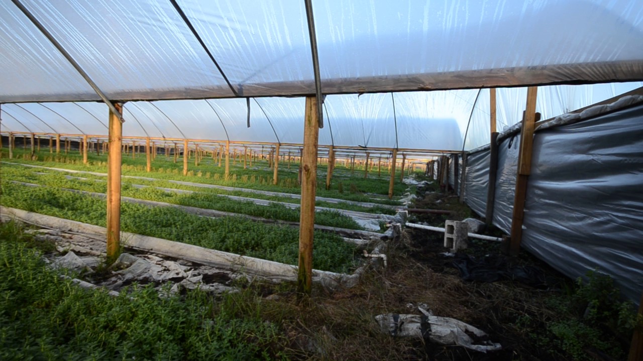 KHMER FARM IN FLORIDA # 8 - YouTube