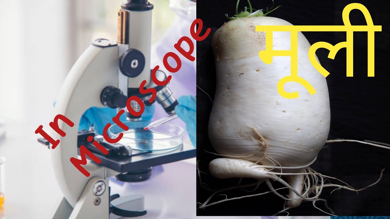 मूली Radish in microscope .#micrograph #microscope #radish - YouTube