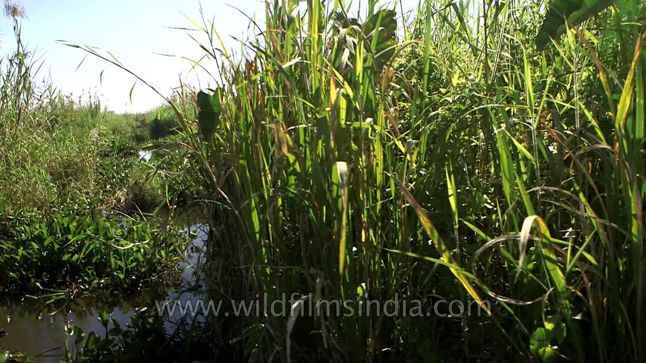 Phumdis in the Loktak Lake - Manipur - YouTube
