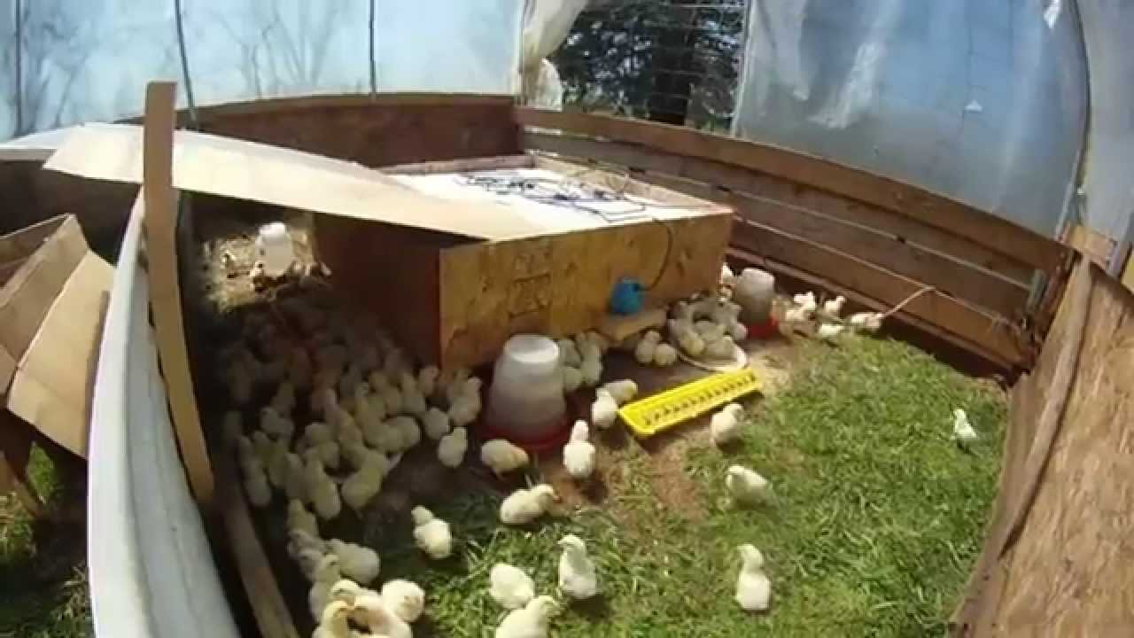 Farm Friday #12 - Moving Animals & Greenhouses - YouTube