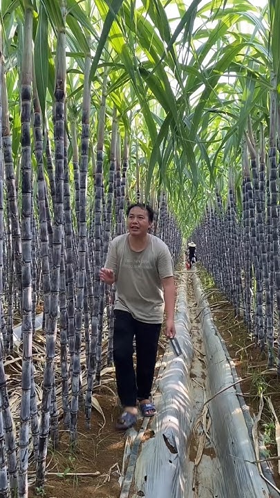 Sugarcane cutting skills so fresh with rural farming life #2024 #life #sugarcane #satisfying # ...